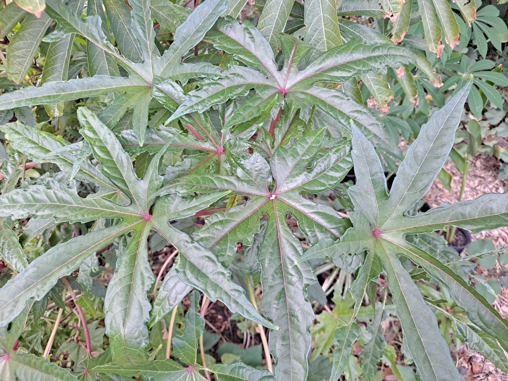 Sea Salad – Food Forest Finds