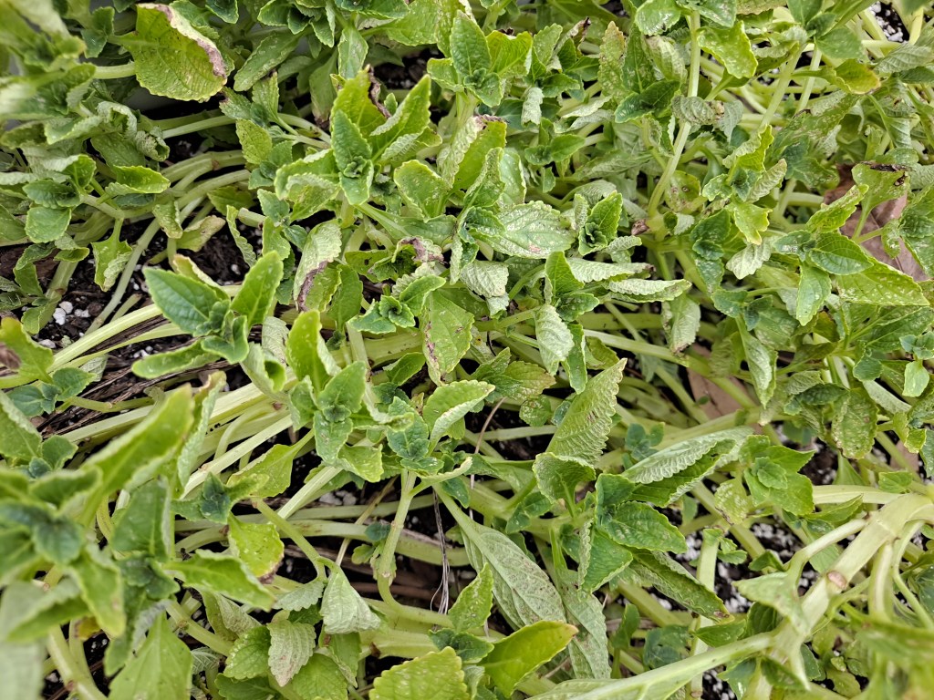 African Potato Mint – Food Forest Finds
