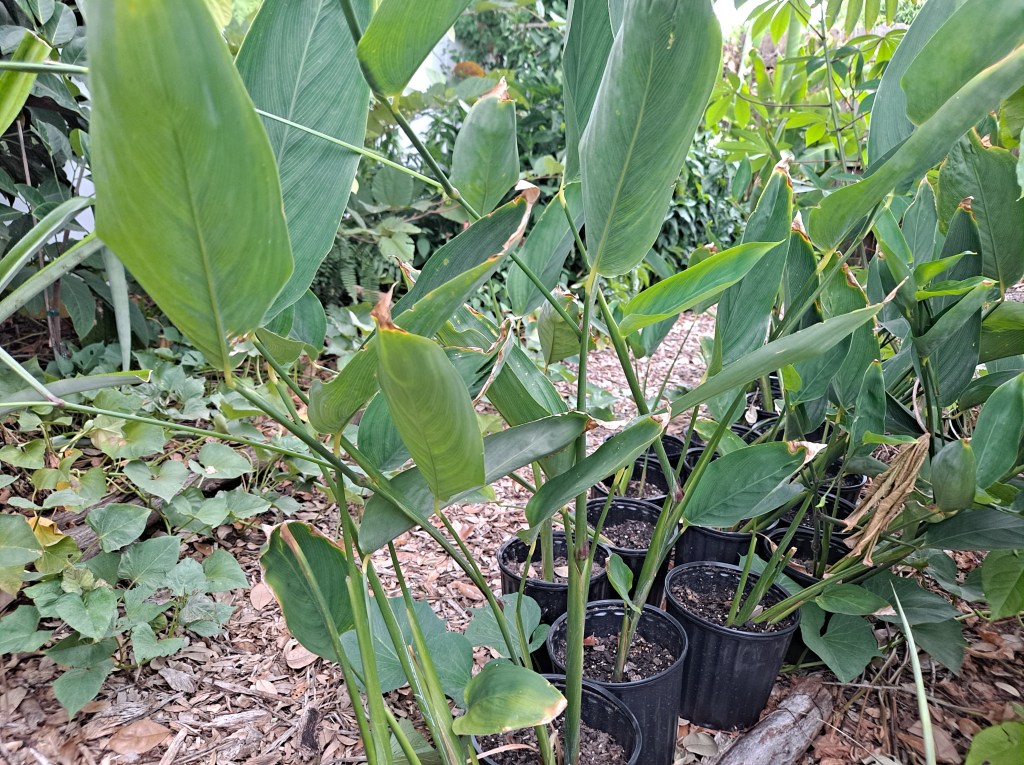 Arrowroot – Food Forest Finds