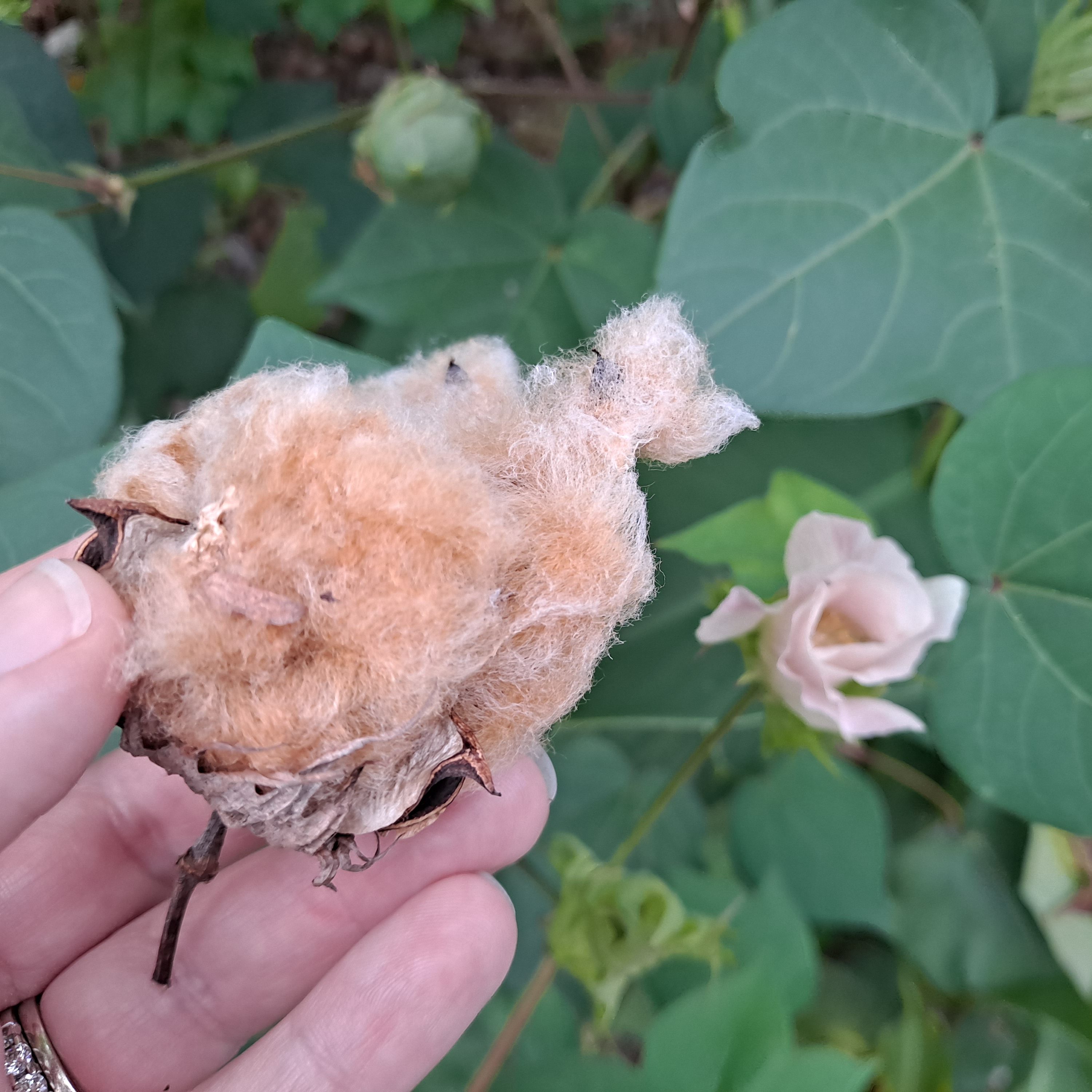 Cotton – Food Forest Finds
