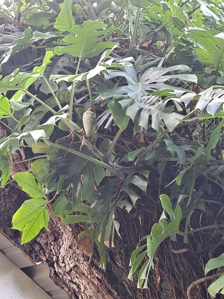 Monstera Deliciosa – Food Forest Finds