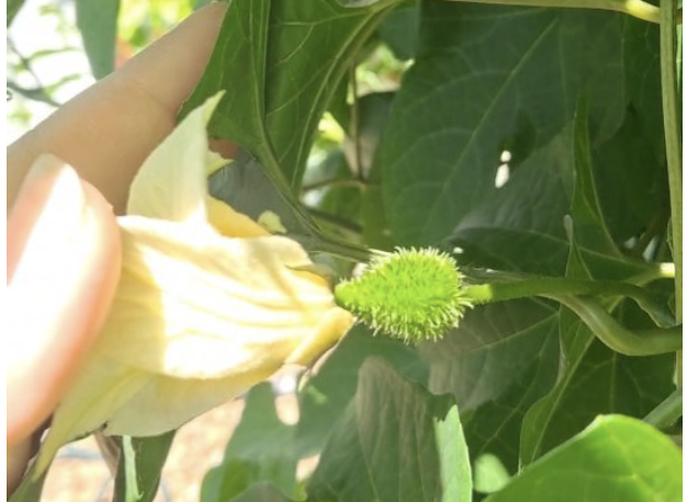 Gac Fruit – Food Forest Finds